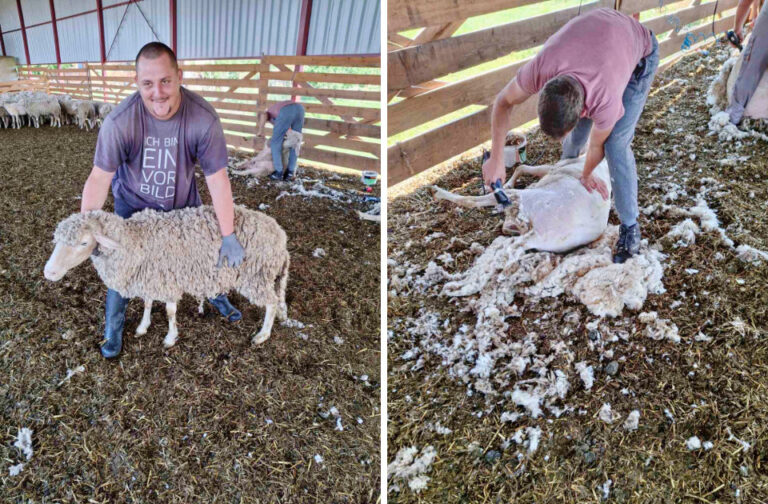 Šišanje ovaca: U ovčarniku Aleksandra Vijatova iz Tomaševca počeo ...